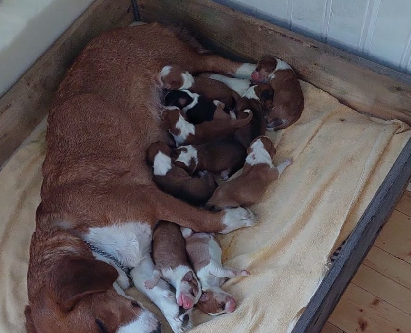 Valpar väntas - Svenska Dreverklubben